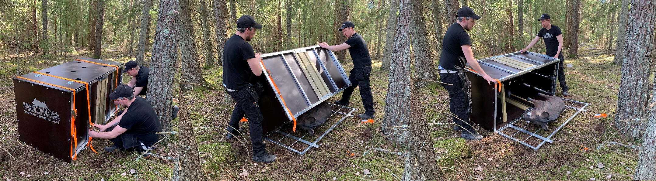 vildsvinsfälla enkel och vildsvinsfälla multitrap , två smarta ...